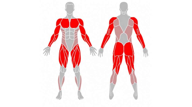 Full Body Workout Cho Người Mới Tăng Cơ Giảm Mỡ Từ A-Z